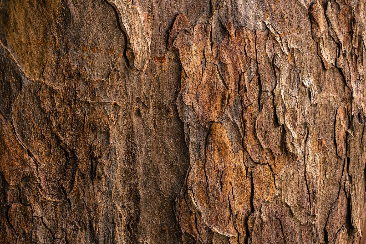 Photography Element of Composition: Texture